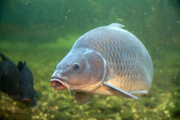 Carp Stock Photos, Royalty Free Carp Images | Depositphotos
