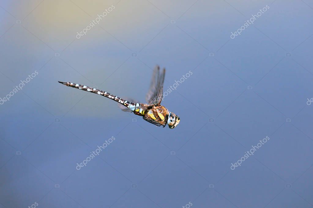 Libélula suspendida en el aire como un helicóptero. 2022