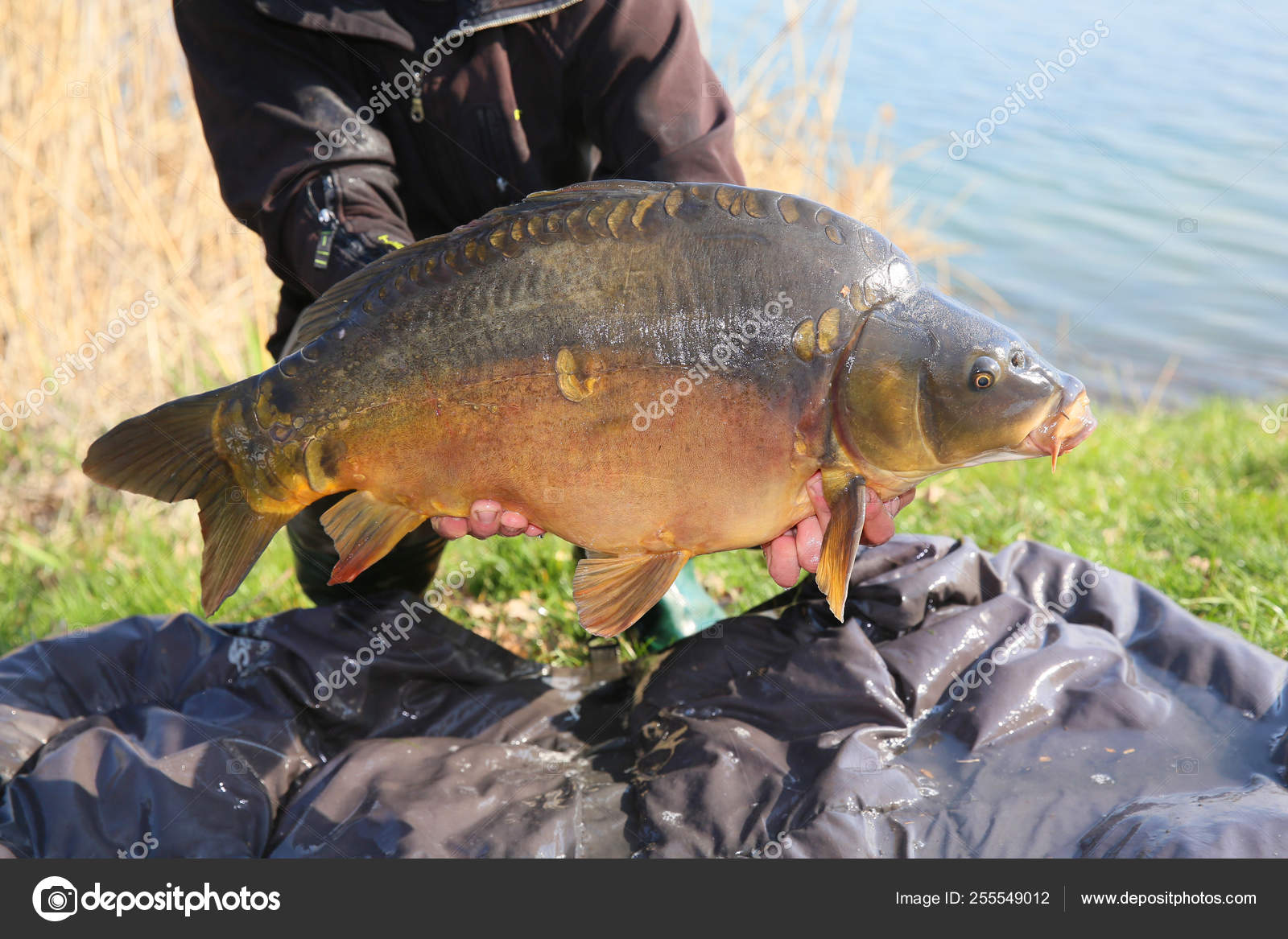 Very Large Carp Caught Carp Competitions Stock Photo by ...