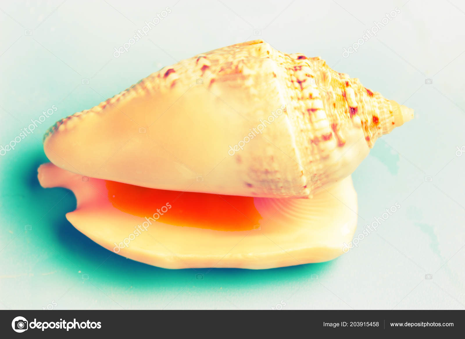 Beautiful Seashell Close Blue Background — Stock Photo © pox.na.vse ...