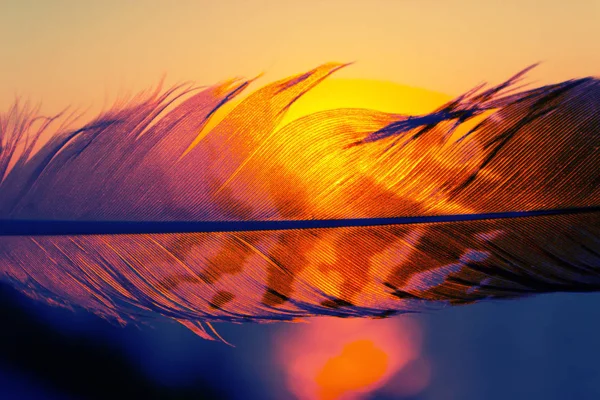 17 Fethers Stock Photos, Images | Download Fethers Pictures on ...