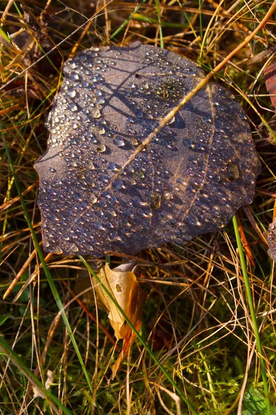 Seta de agua Stock Photos, Royalty Free Seta de agua Images | Depositphotos