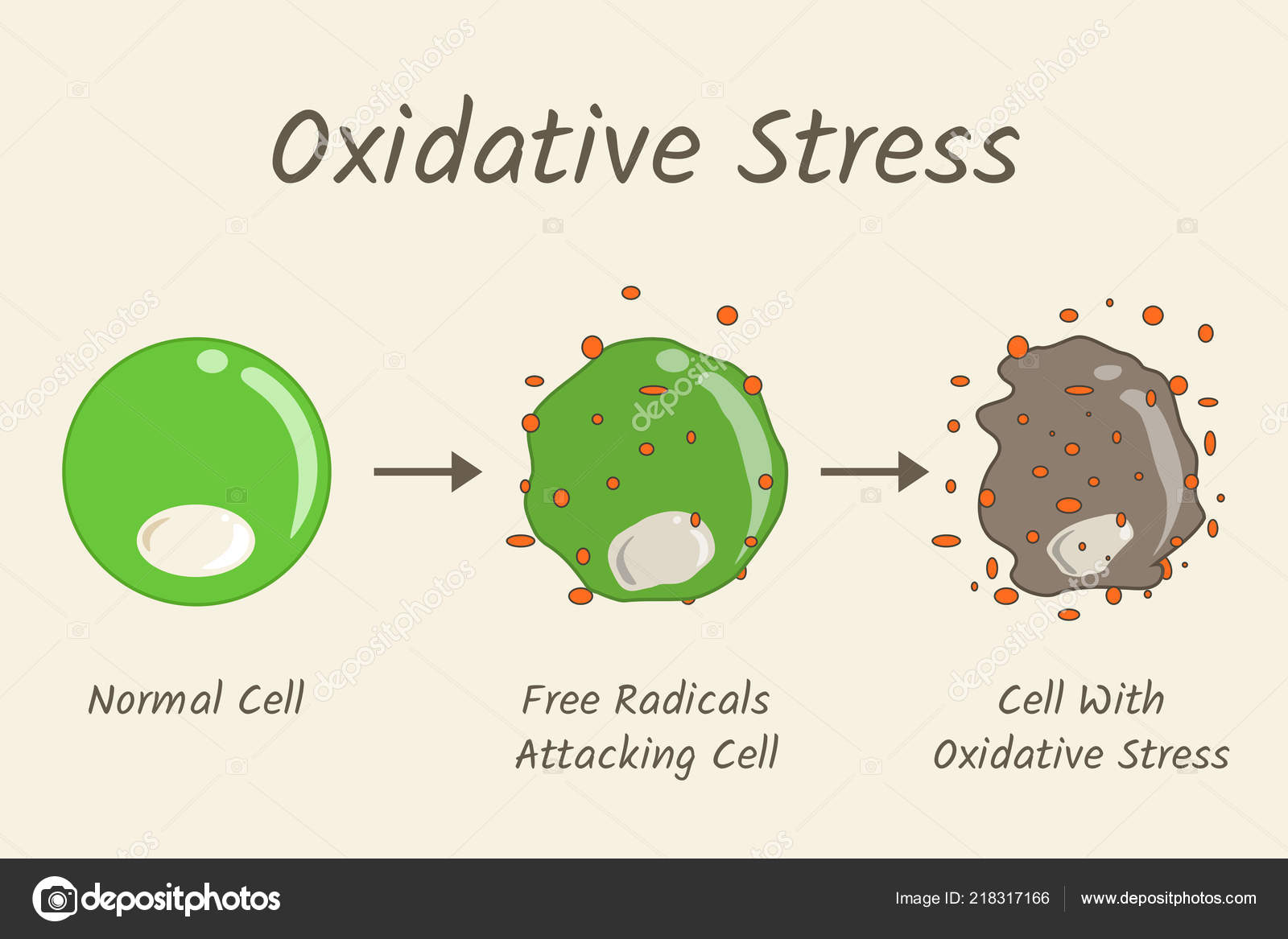 Oxidative Stress Diagram Stock Vector Image by ©fancy.tapis.gmail.com ...