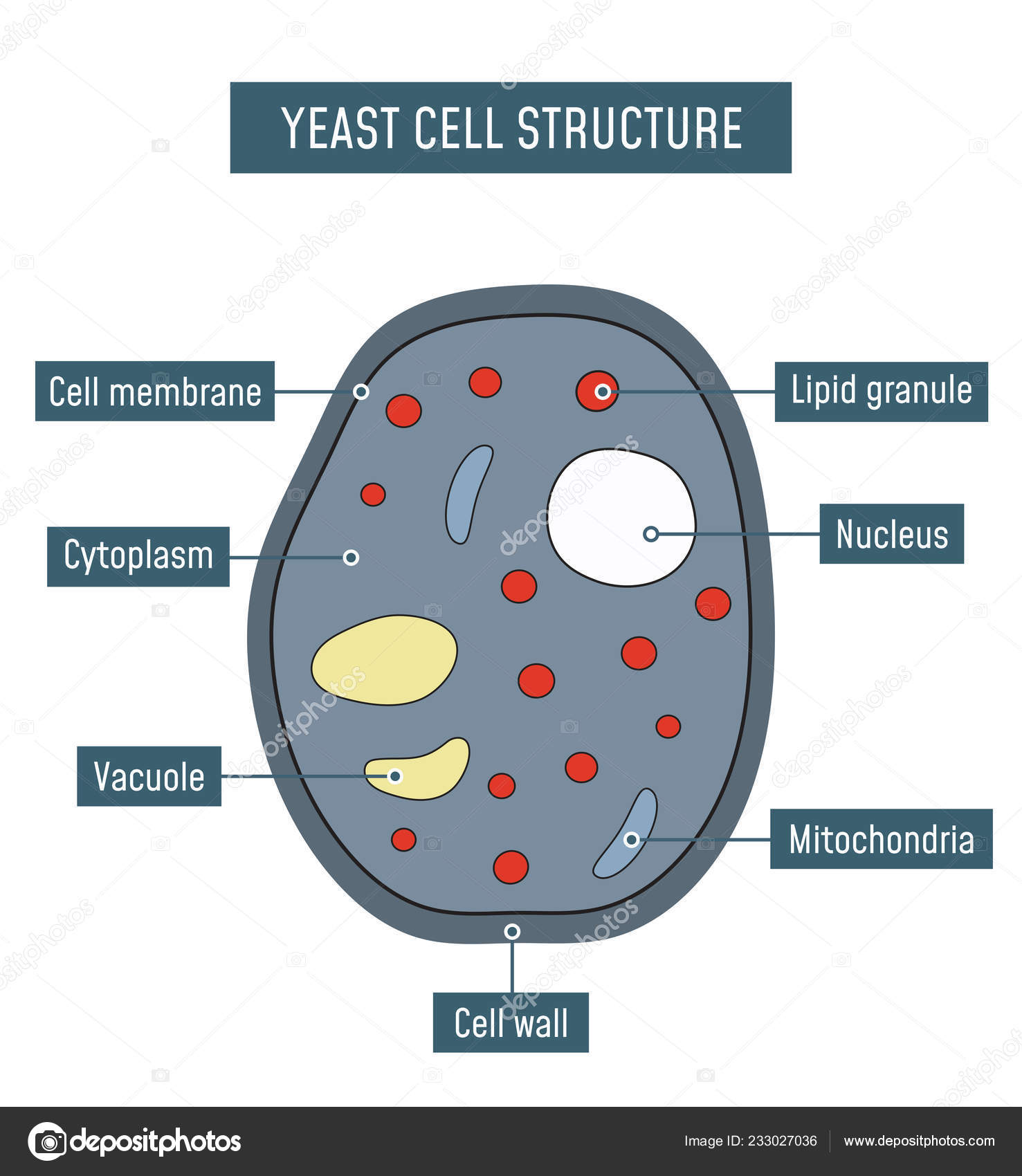 Yeast Cell Diagram