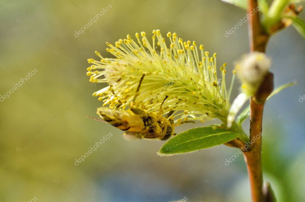 La avispa alemana recoge polen de las plantas.Con el calentamiento, la ...
