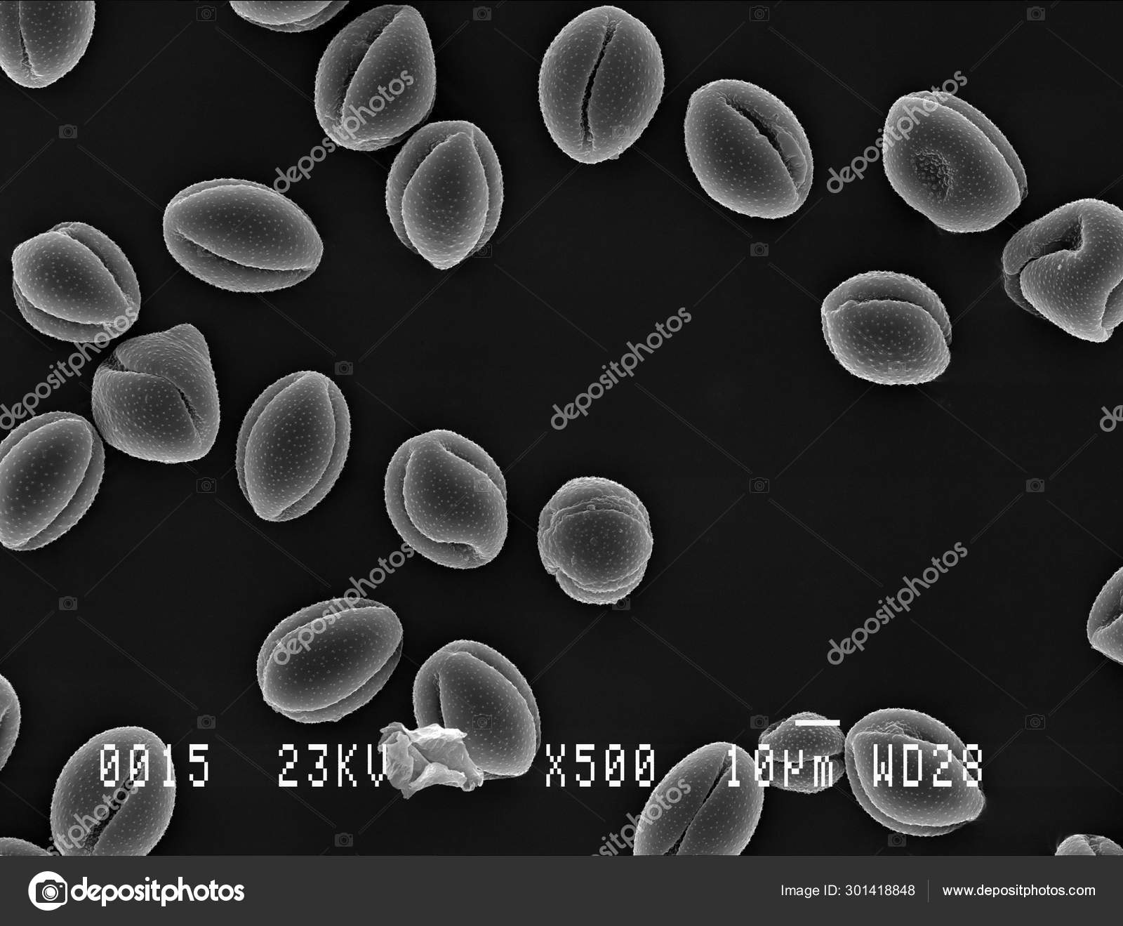 Electron Microscope Images Pollen