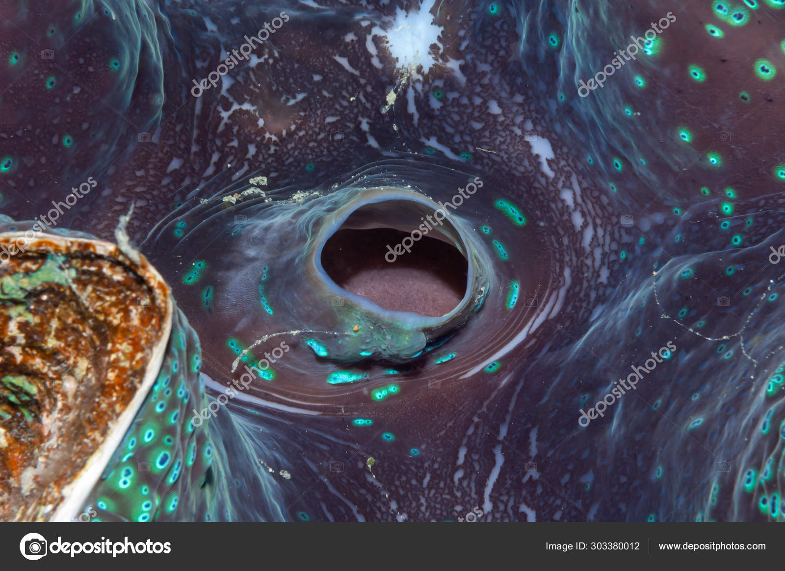 Giant clam abstract macro Philippines Stock Photo by ©bearacreative ...