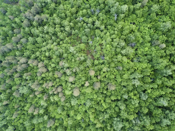 Trees top view Stock Photos, Royalty Free Trees top view Images ...