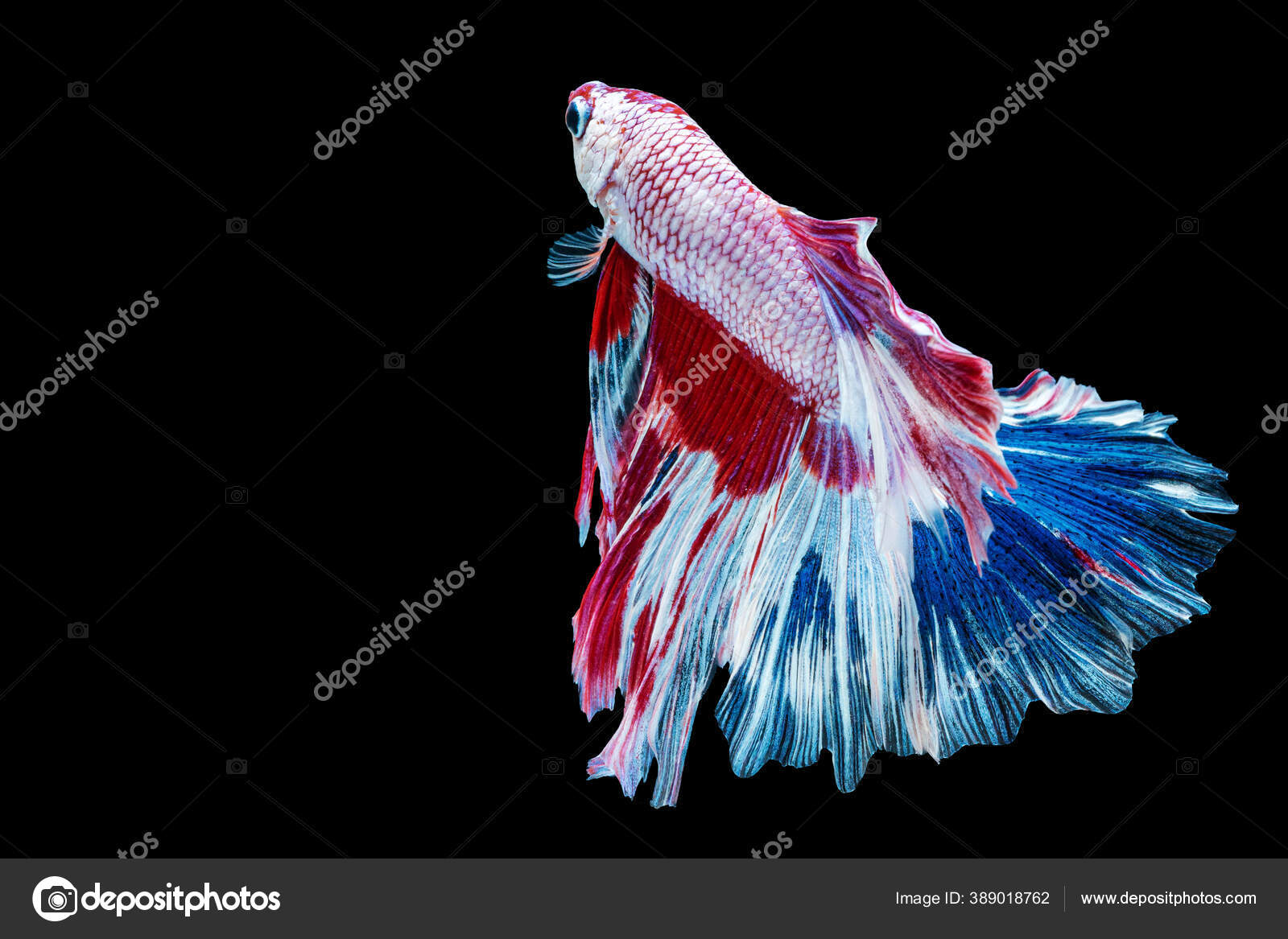 Red White And Blue Betta Fish