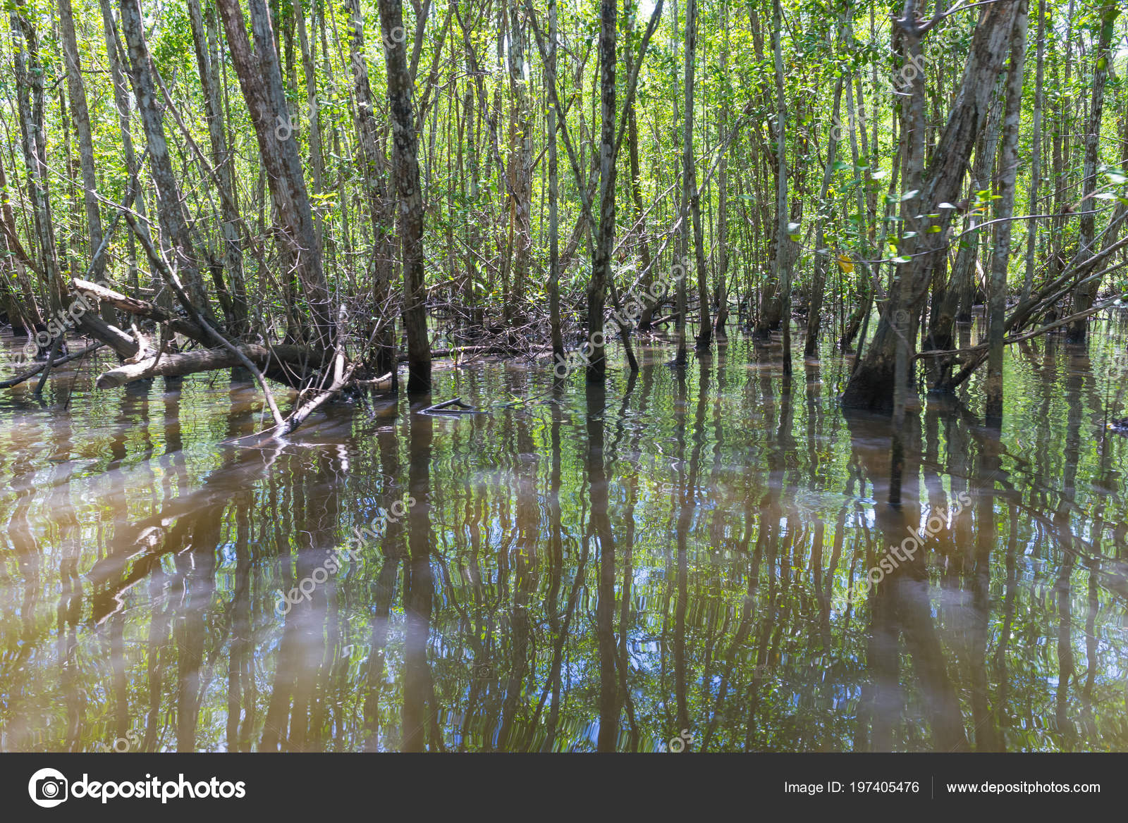 Fallen Tree Trunk Mangroves Nature Forest — Stock Photo © Junot #197405476