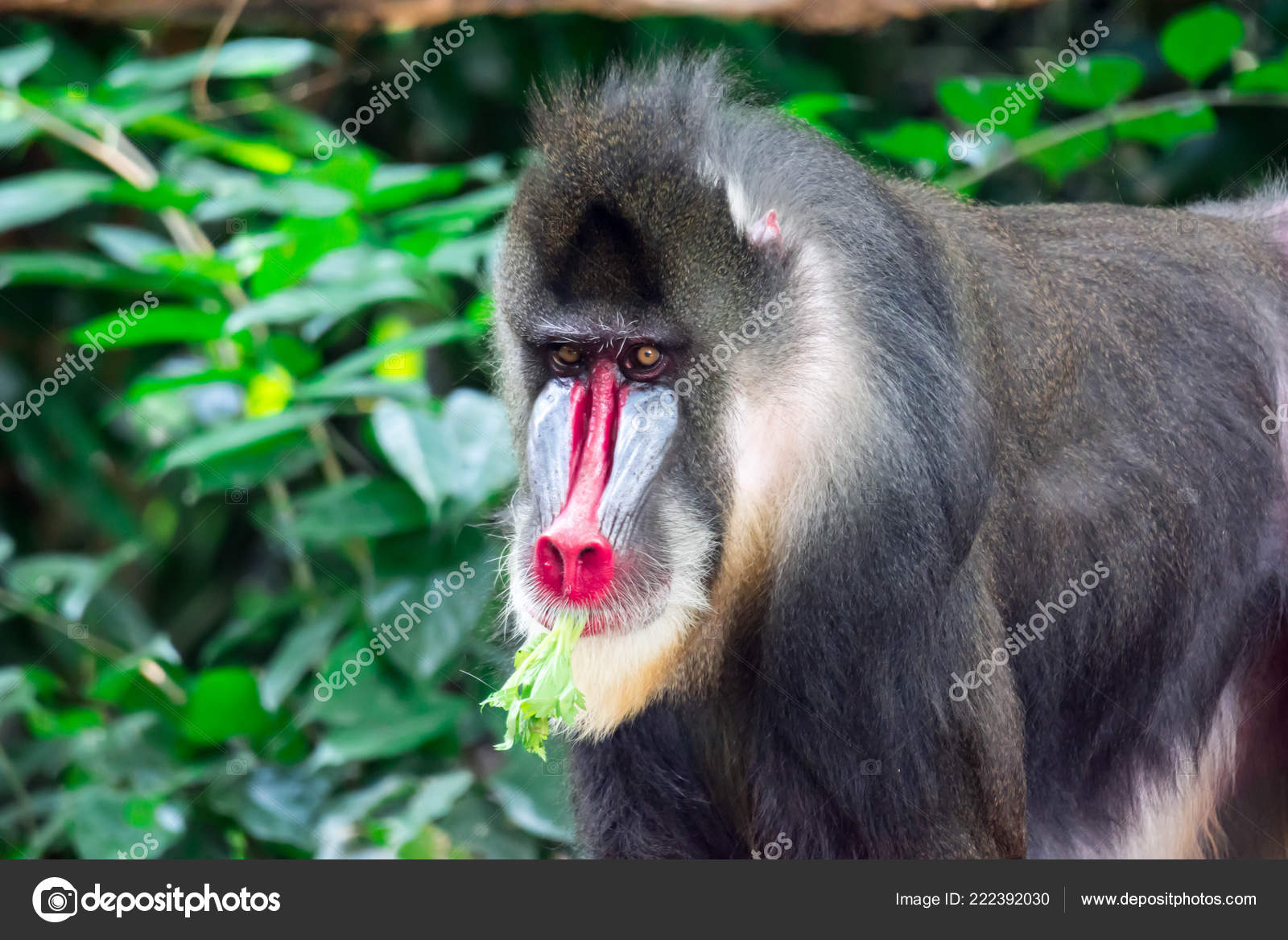 Close Shot Primate Mandrill Baboon Genus Mandrillus Colorful Wildlife ...
