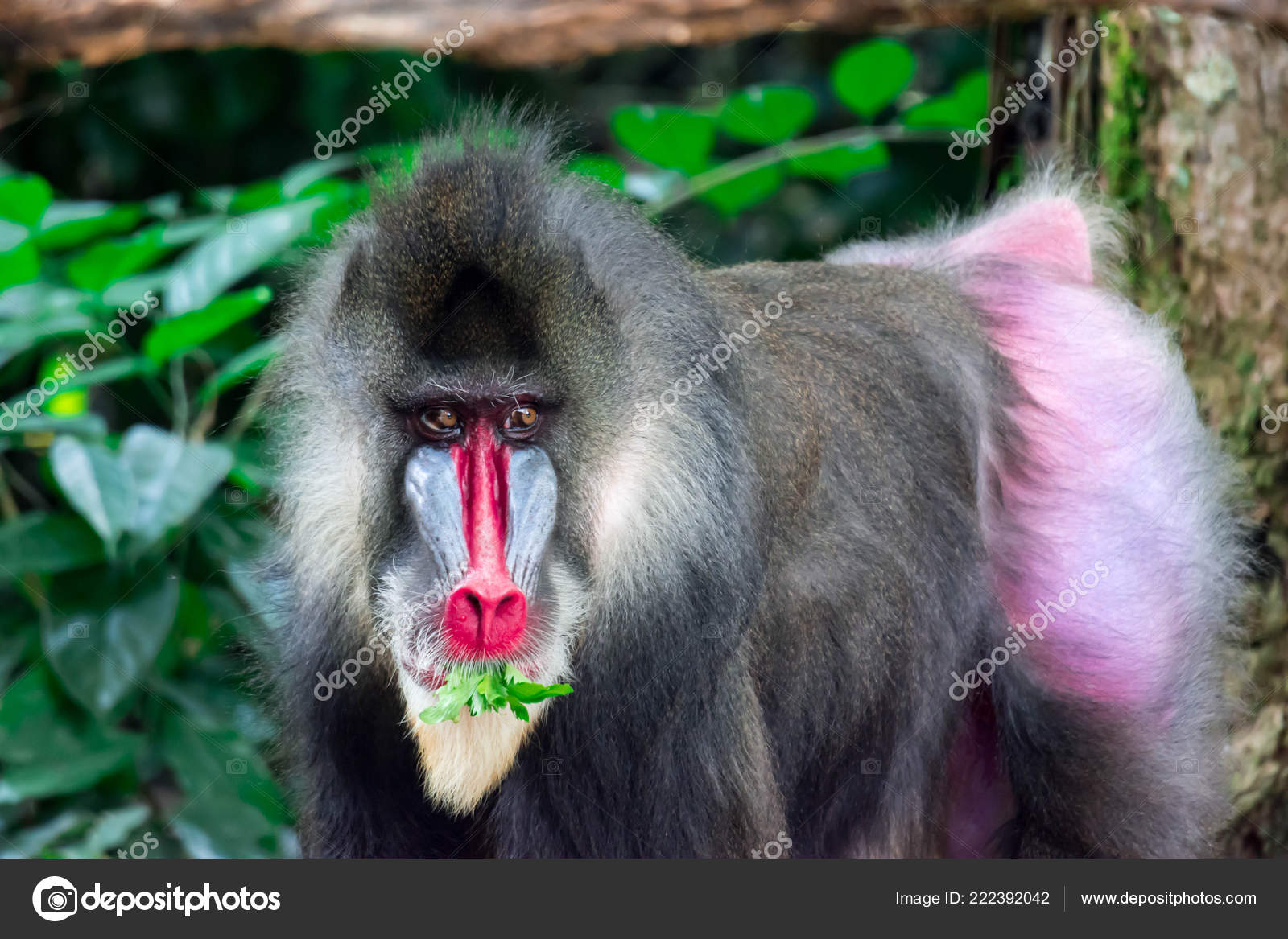 Close Shot Primate Mandrill Baboon Genus Mandrillus Colorful Wildlife ...
