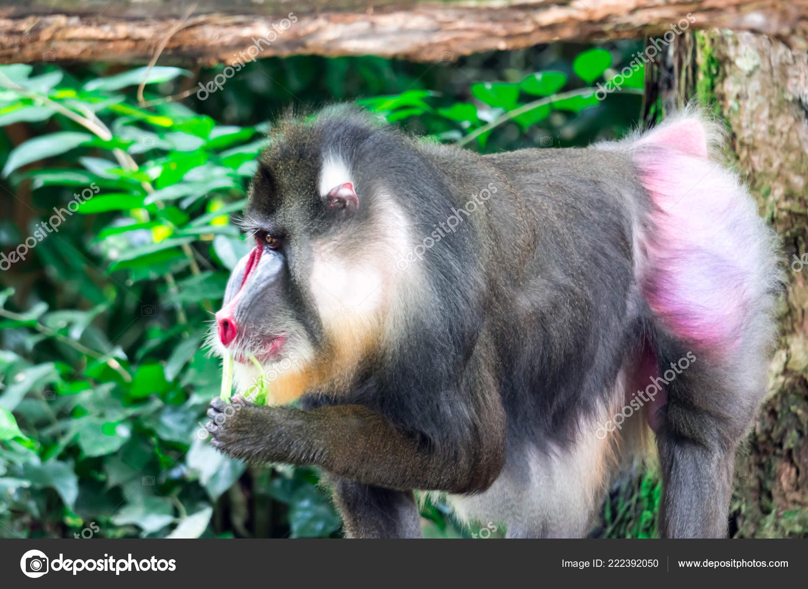 Close Shot Primate Mandrill Baboon Genus Mandrillus Colorful Wildlife ...