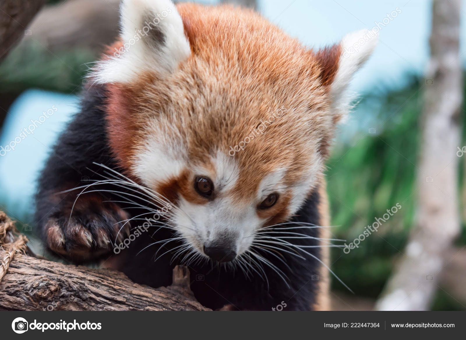 Very Cute Red Panda Also Called Lesser Panda Red Bear Stock Photo by ...