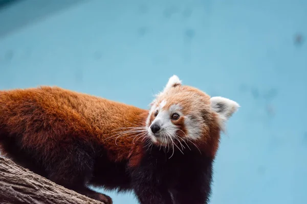 A very cute The red panda, also called the lesser panda, the red bear ...