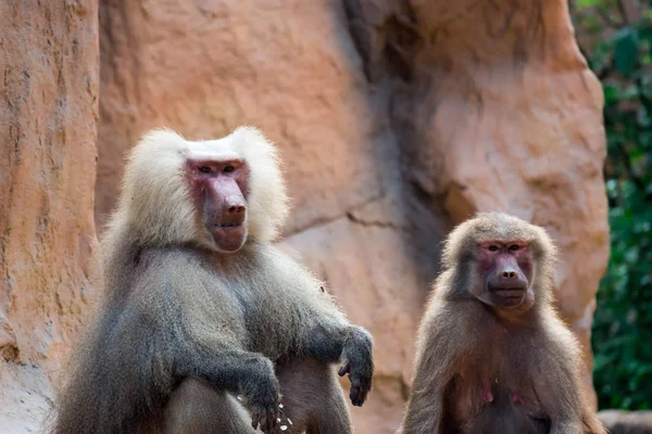 Couple Hamadryas Baboon While Making Out Mating Baboons Zoo Sex — Stock ...