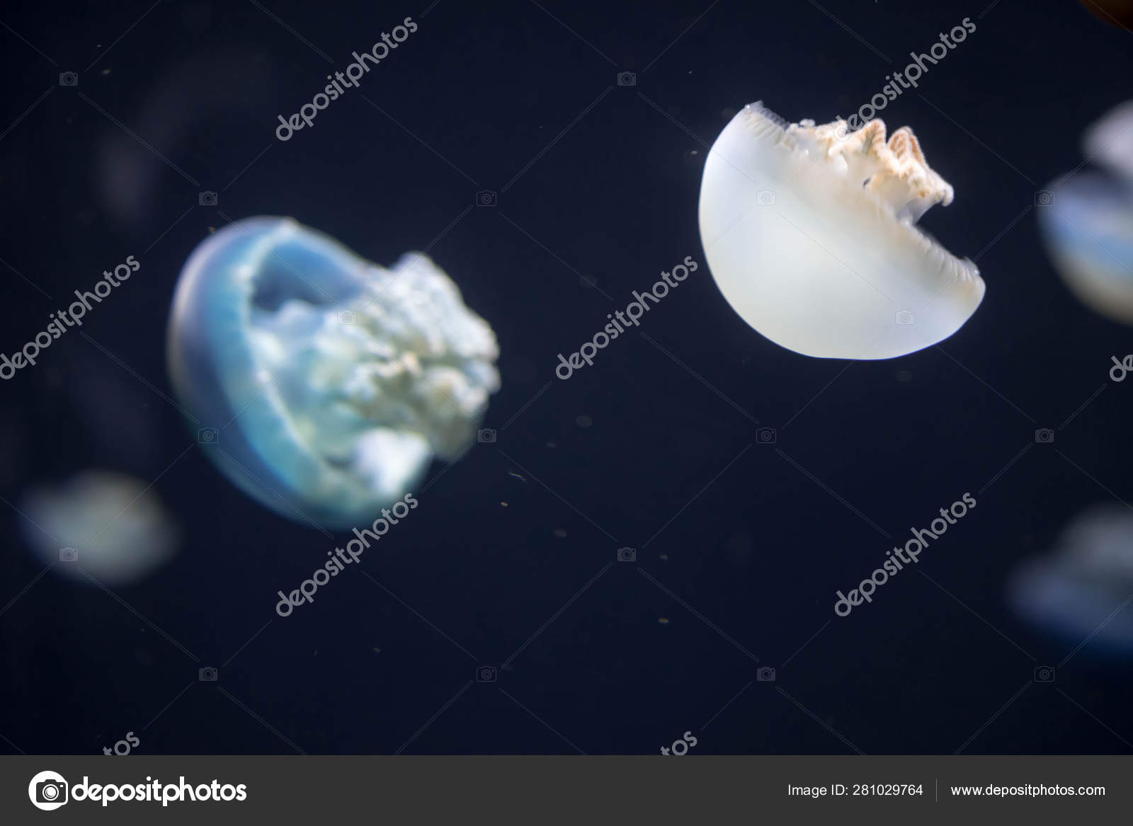 Breede River Jellyfish UWC Researcher Discovers New Jellyfish Species