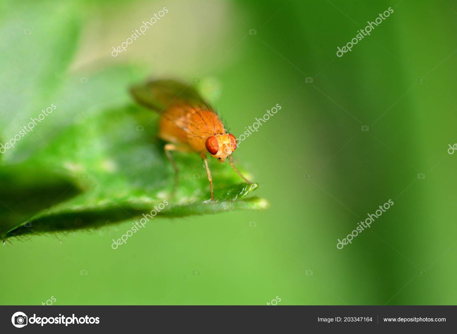Drosophila Melanogaster Fruit Fly Orange Nature Stock Photo by ...