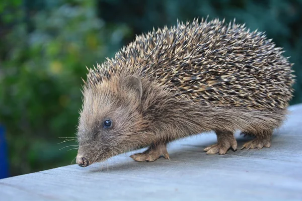 A Hedgehog from the side run on wood in front of green nature - Stock ...
