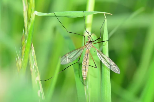 Gnat Stock Photos, Royalty Free Gnat Images | Depositphotos