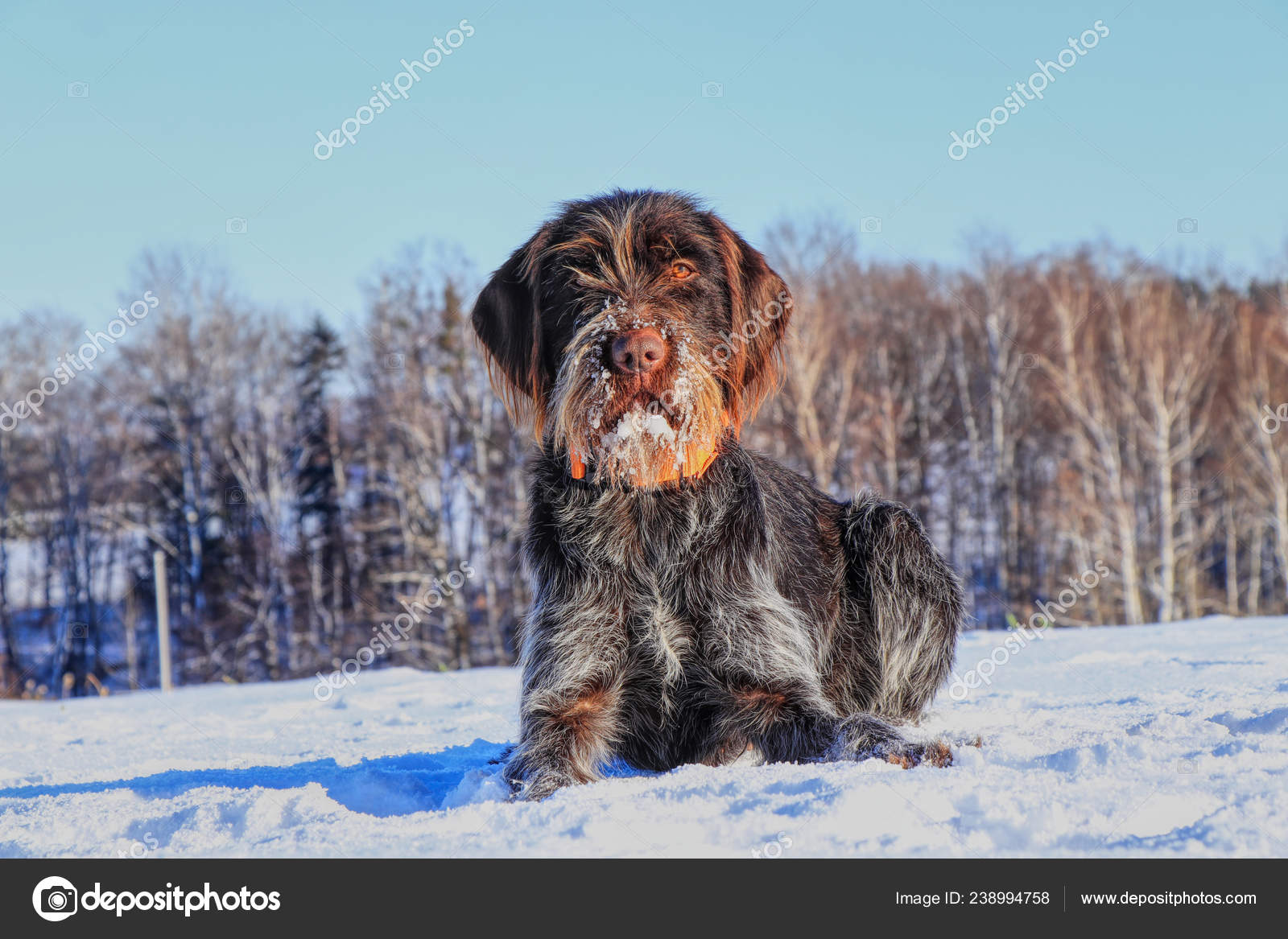 Are Wirehaired Pointing Griffons Affectionate