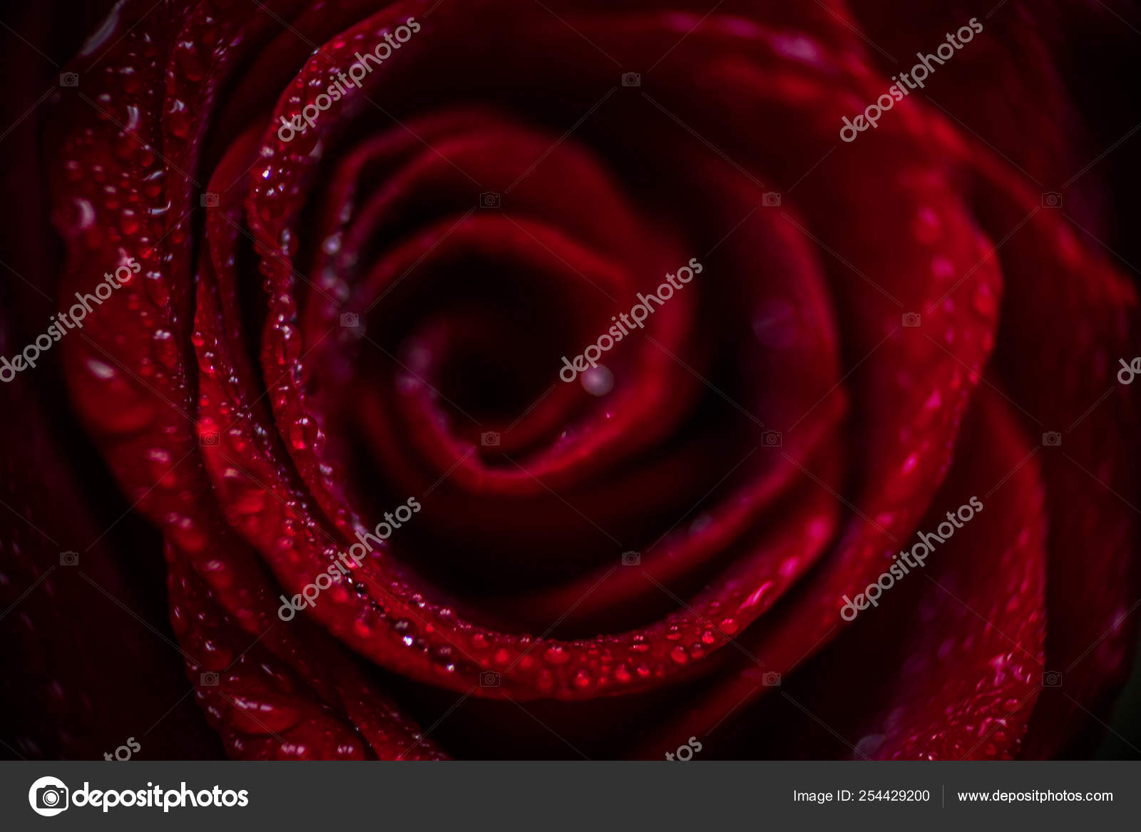 Softfocus Red rose closeup with drop macro photo — Stock Photo ...