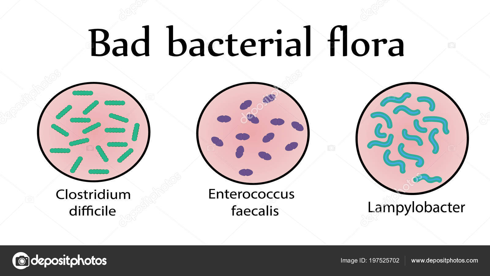 Image vectorielle Flore bactérienne intestinale. Mauvaises bactéries ...