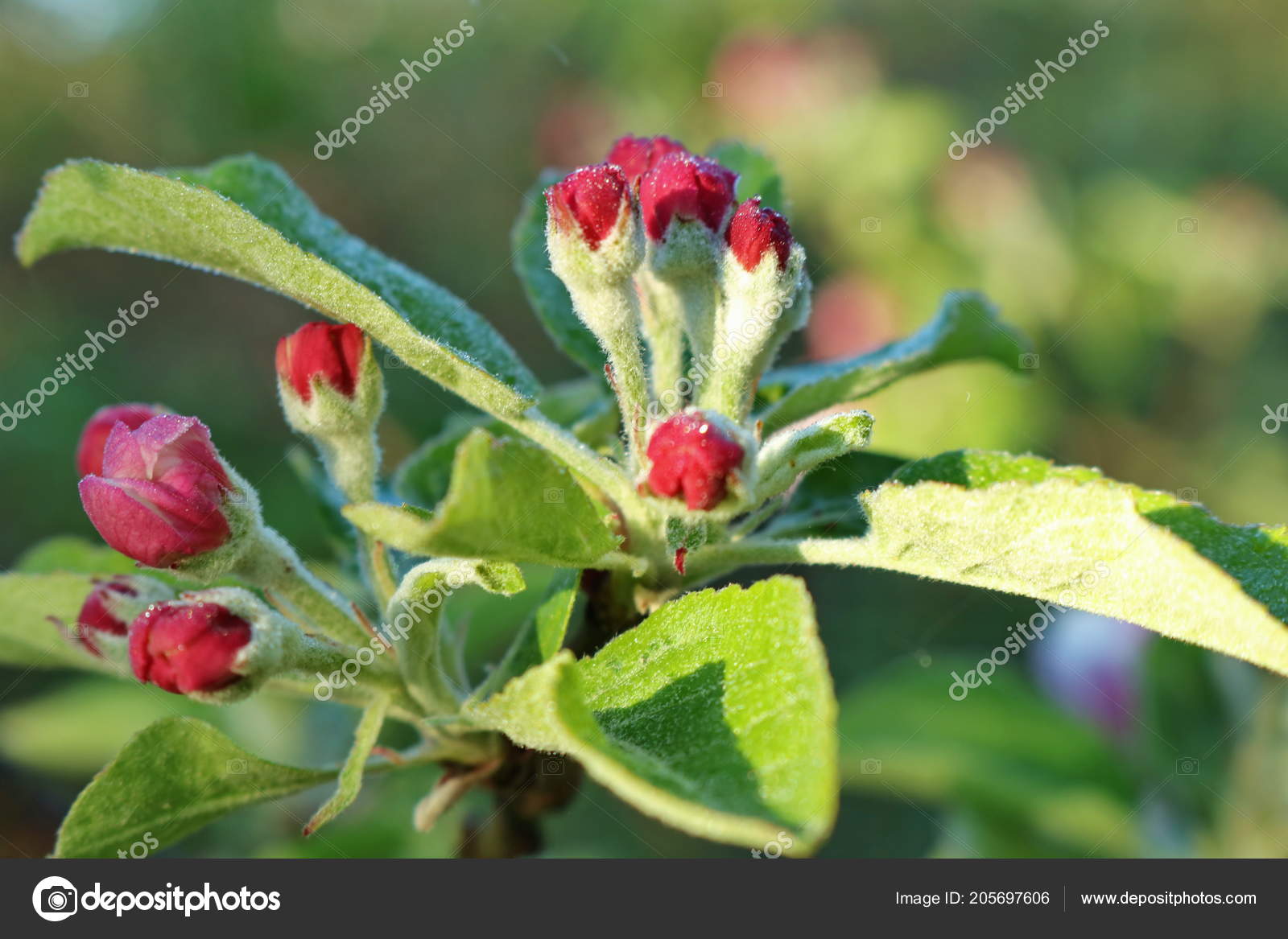 Apple tree in bloom, — Stock Photo © Bogdan1970 #205697606