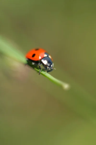 Sunset insects. Amazing world of insects. Nature of Western Ukraine ...
