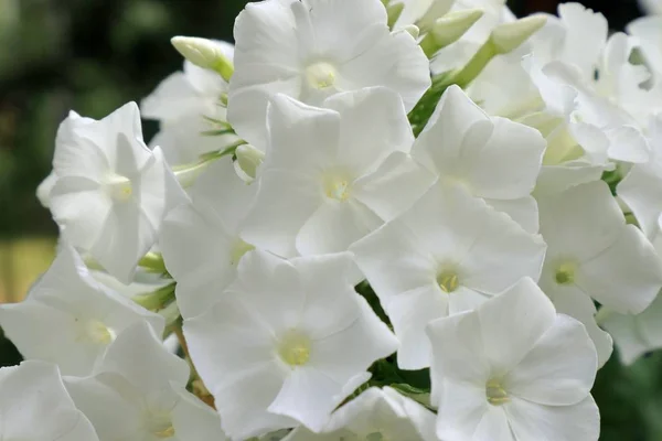 Las bandadas blancas florecieron en macizos de flores ucranianos. Flox de fondo suavemente ...