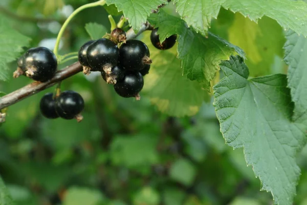 Black currant. - Stock Image - Everypixel