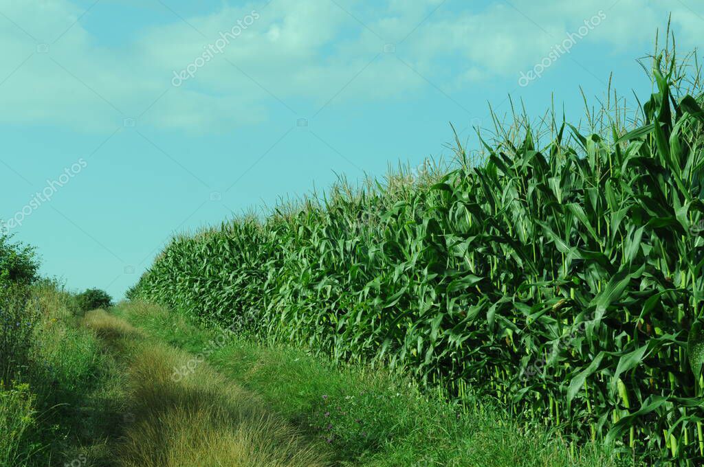 En un campo de ma z. Cosecha de ma z 2020. Campos de ma z del pueblo de Verbiv. Cultivo de grano ...