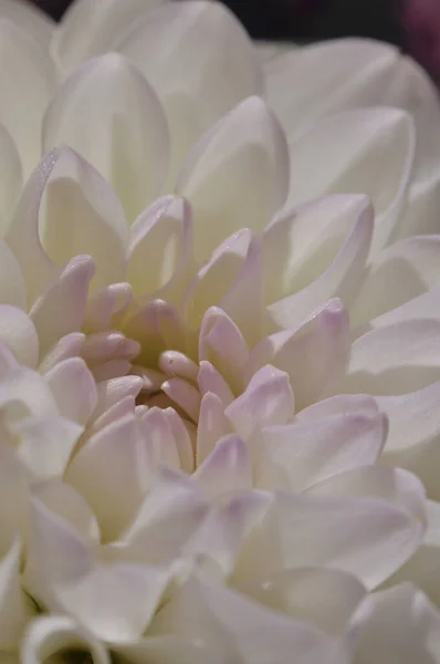 Zinnia elegans from Wikipedia, the free encyclopedia. Zinnia elegans ...