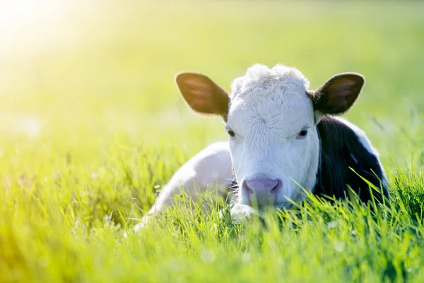 Vaca relajada fotos de stock, imágenes de Vaca relajada sin royalties ...