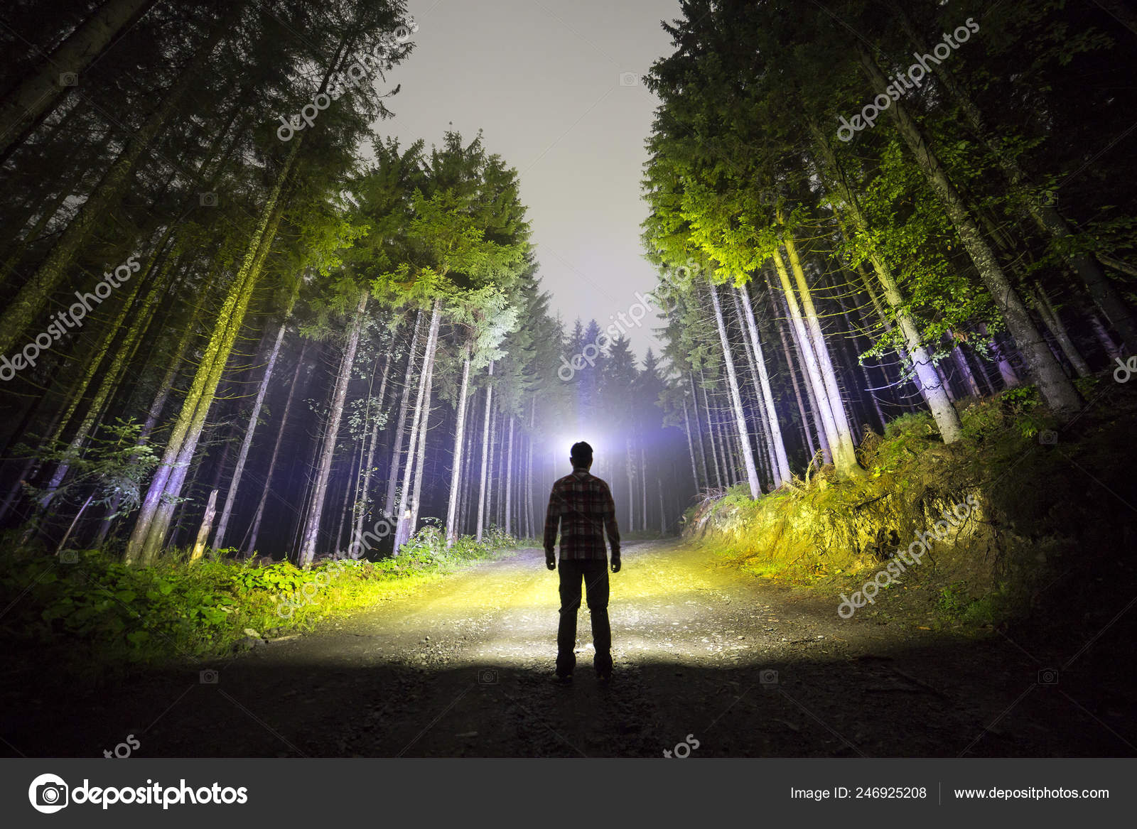 Flashlight In The Dark Woods