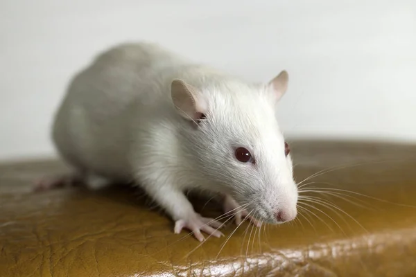 White funny domestic pet rat. - Stock Image - Everypixel