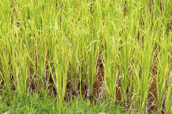 Rice plant Images - Search Images on Everypixel