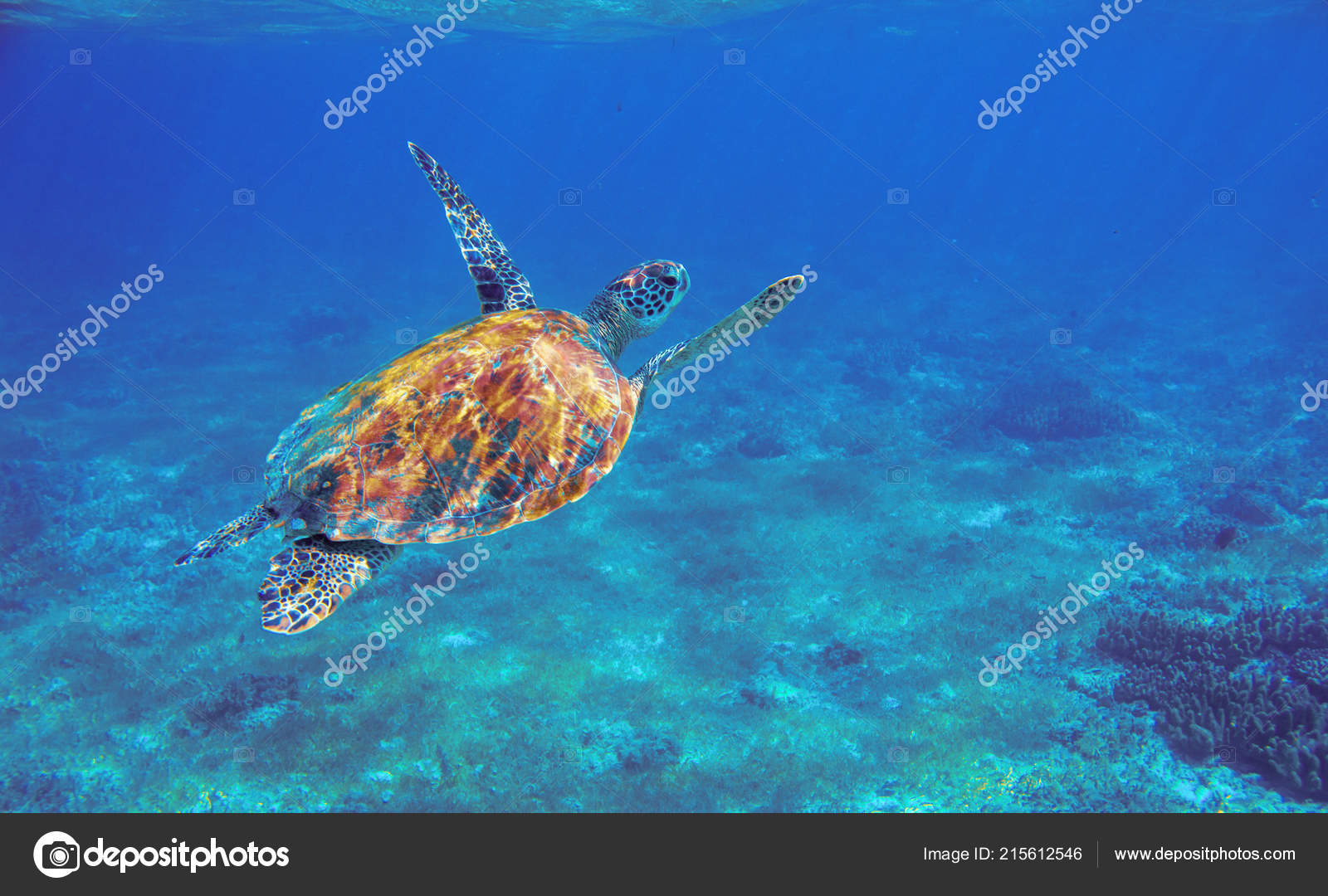 Sea Turtle Orange Shell Underwater Photo Marine Green Sea Turtle Stock ...