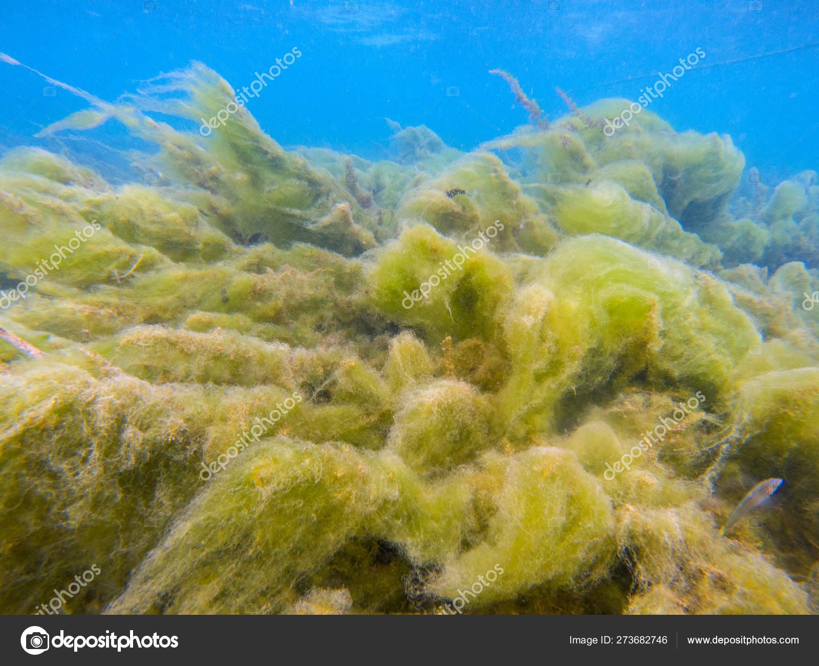 Algae Plant In Ocean
