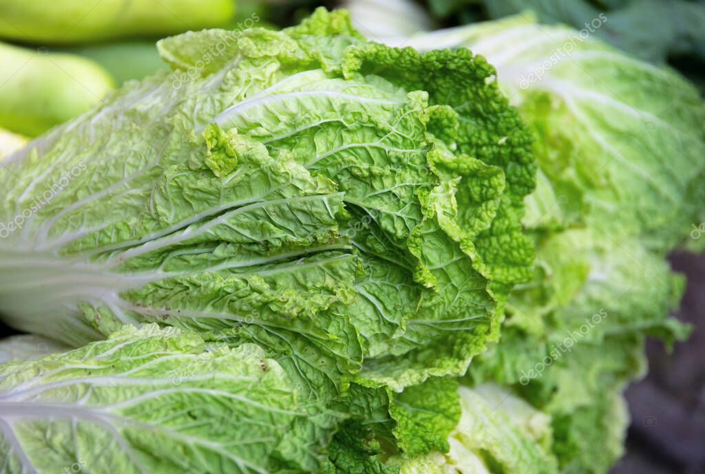 Primeros planos de la hoja de lechuga china. Foto de verdura verde ...