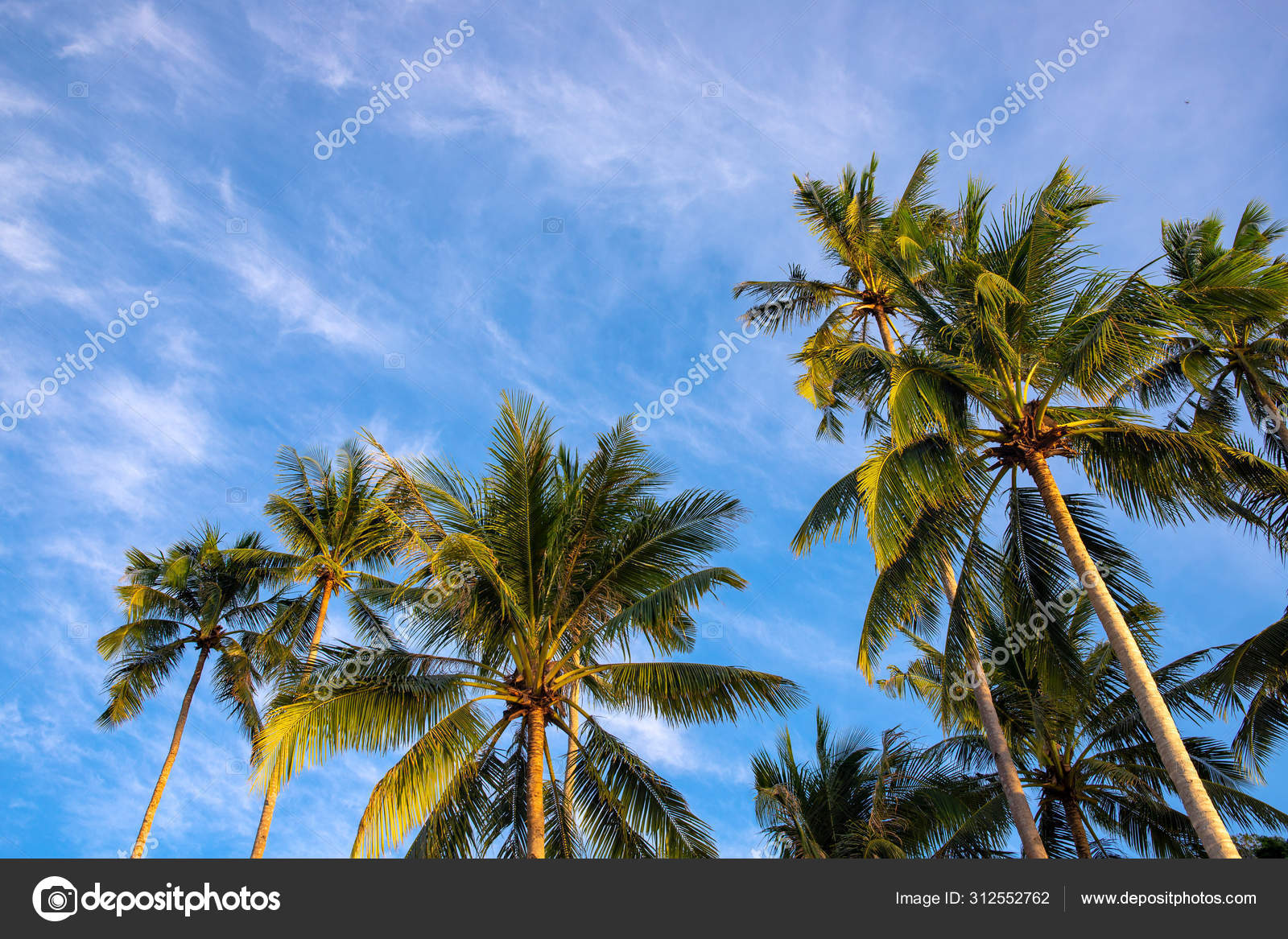 Palm Tree Trunk Template