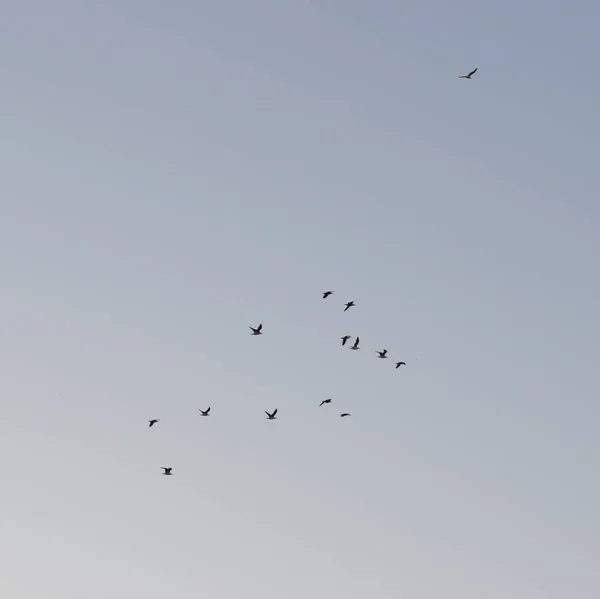 Birds singing Stock Photos, Royalty Free Birds singing Images ...