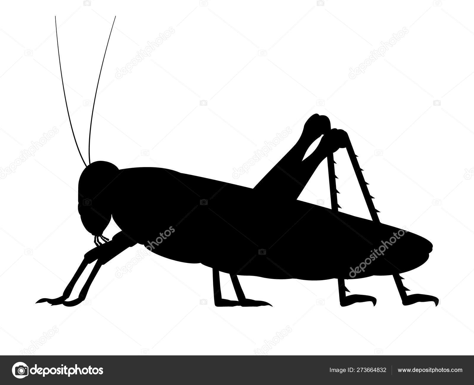 Grasshopper Black And White