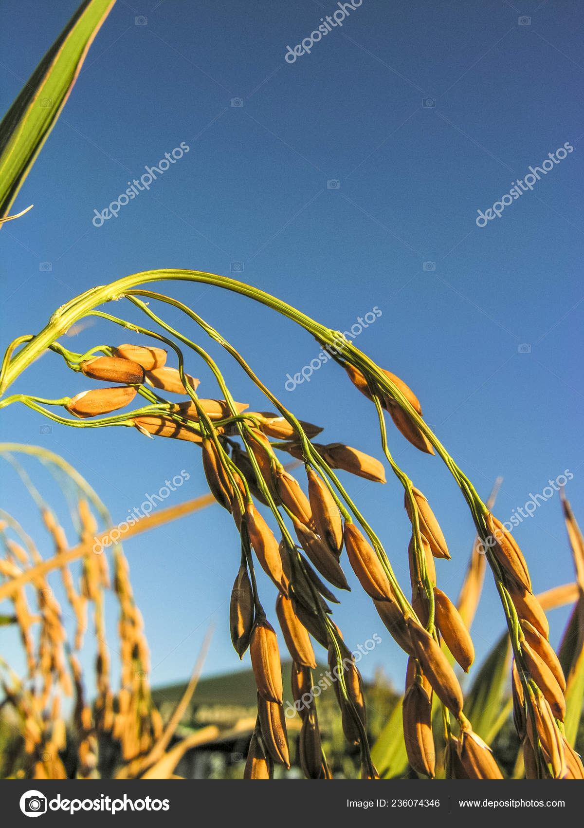 Rice Plant Field Farm Rio Grande Sul State Brazil Stock Photo by ...