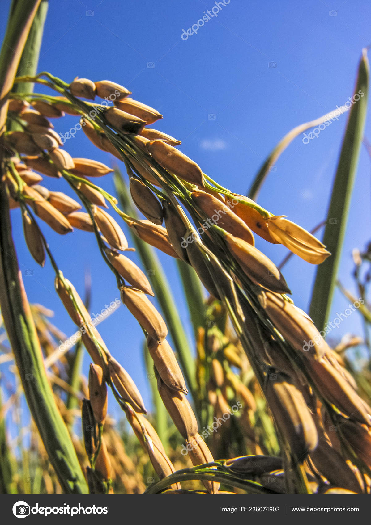 Rice Plant Field Farm Rio Grande Sul State Brazil — Stock Photo ...