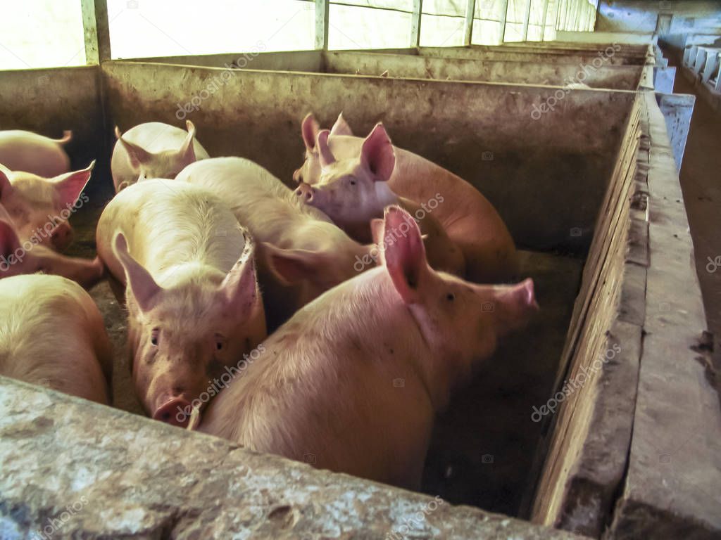 Un cerdito en la granja. grupo de mamíferos esperando alimento. cerdos ...