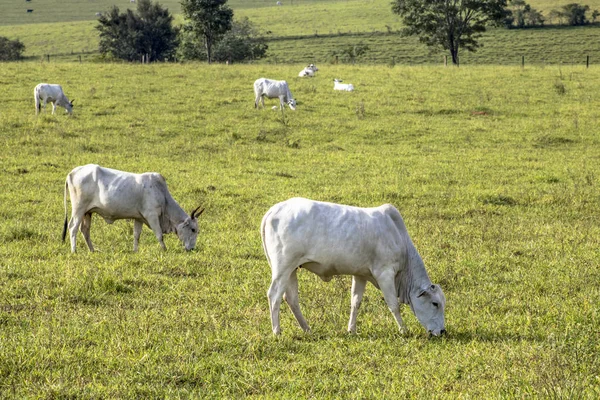 Pasto brasileiro Stock Photos, Royalty Free Pasto brasileiro Images ...