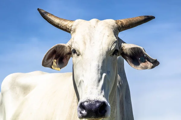 Cattle nelore Stock Photos, Royalty Free Cattle nelore Images ...