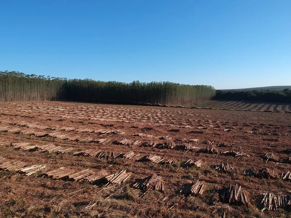 Aerial view of Plantation Eucalyptus trees being harvested for wood ...