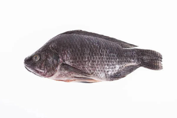 Fish Red Mojarra Red Tilapia White Background Stock Photo by ...